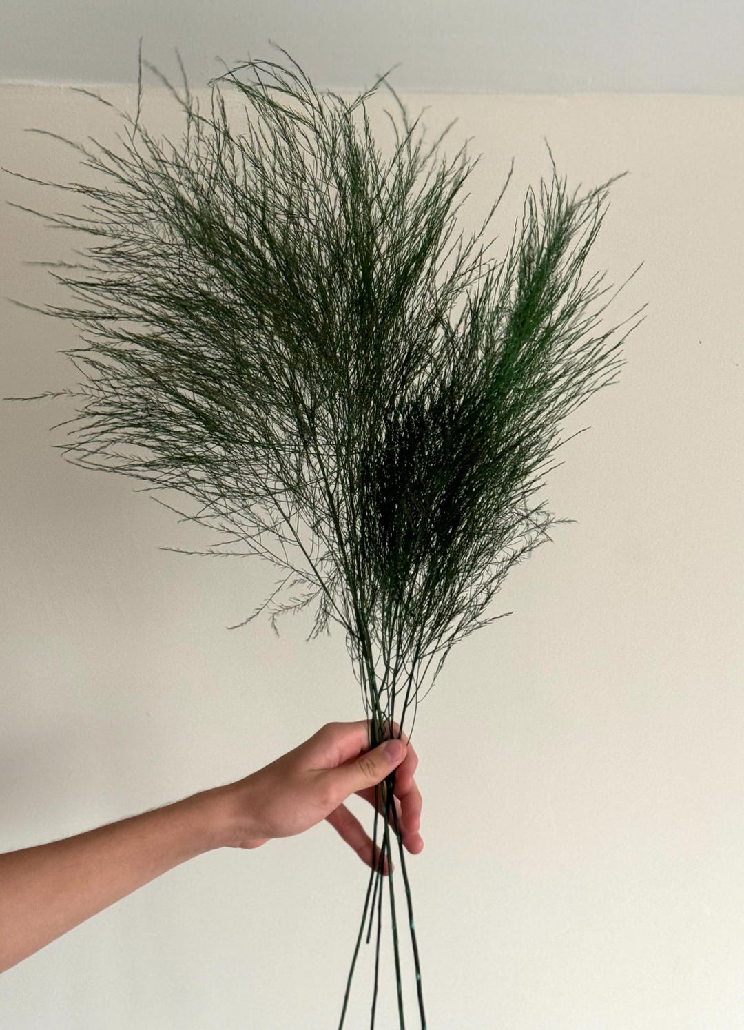 Preserved Tree Fern-preserved Greenery Bunch-preserved Flowers Home ...