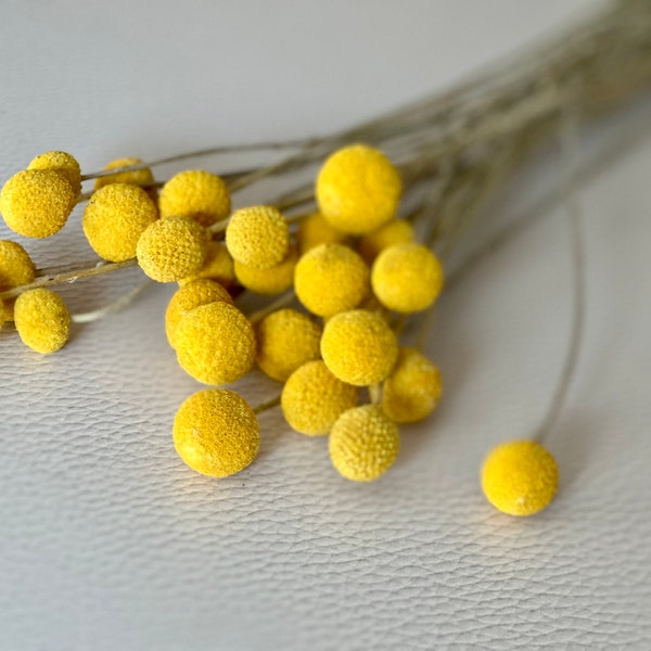 Dried Billy Balls - Etsy