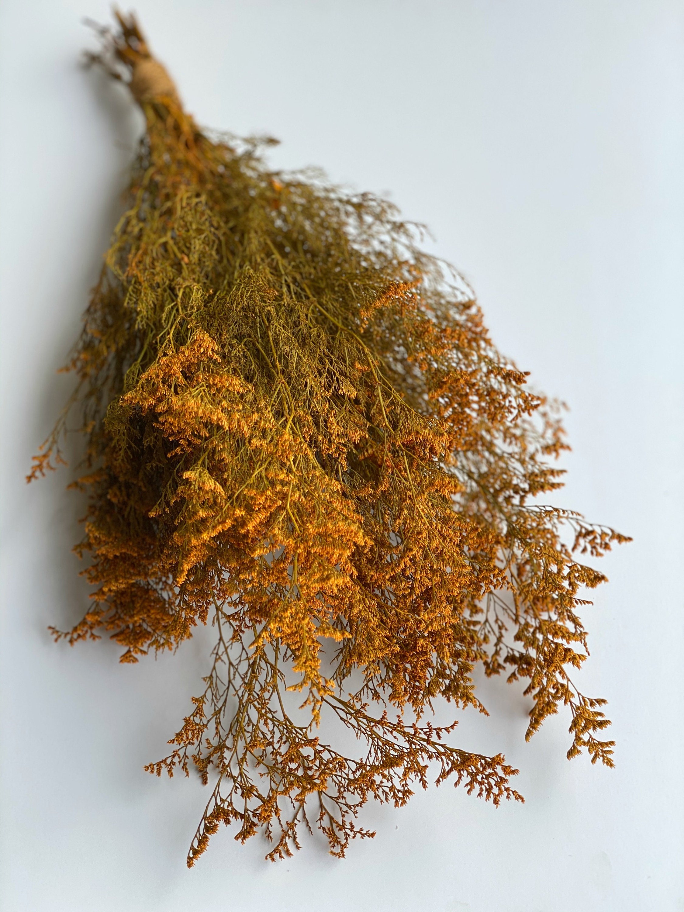 Yellow Preserved Caspia Preserved Caspia Dried Flowers | Etsy