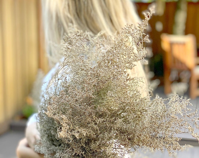 Preserved Caspia Preserved Caspia, Dried Flowers Bunch, Dried Bunch ...