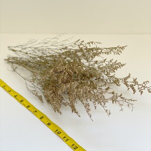 Natural Preserved Caspia, Dried Flowers Bunch, Dried Bunch Table ...