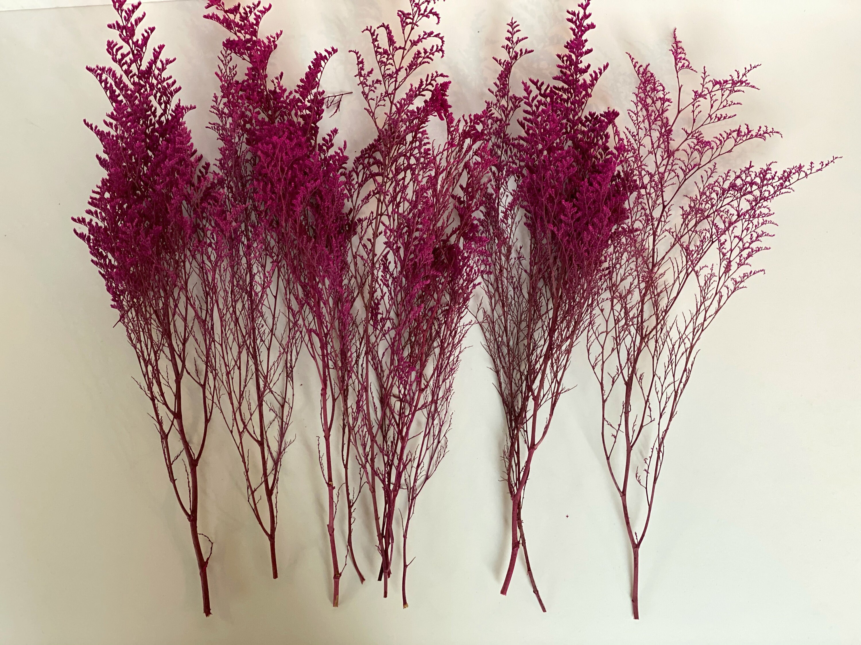 Hot Pink Pink Dried Caspia Dried Flowers Bunch Dried Bunch - Etsy