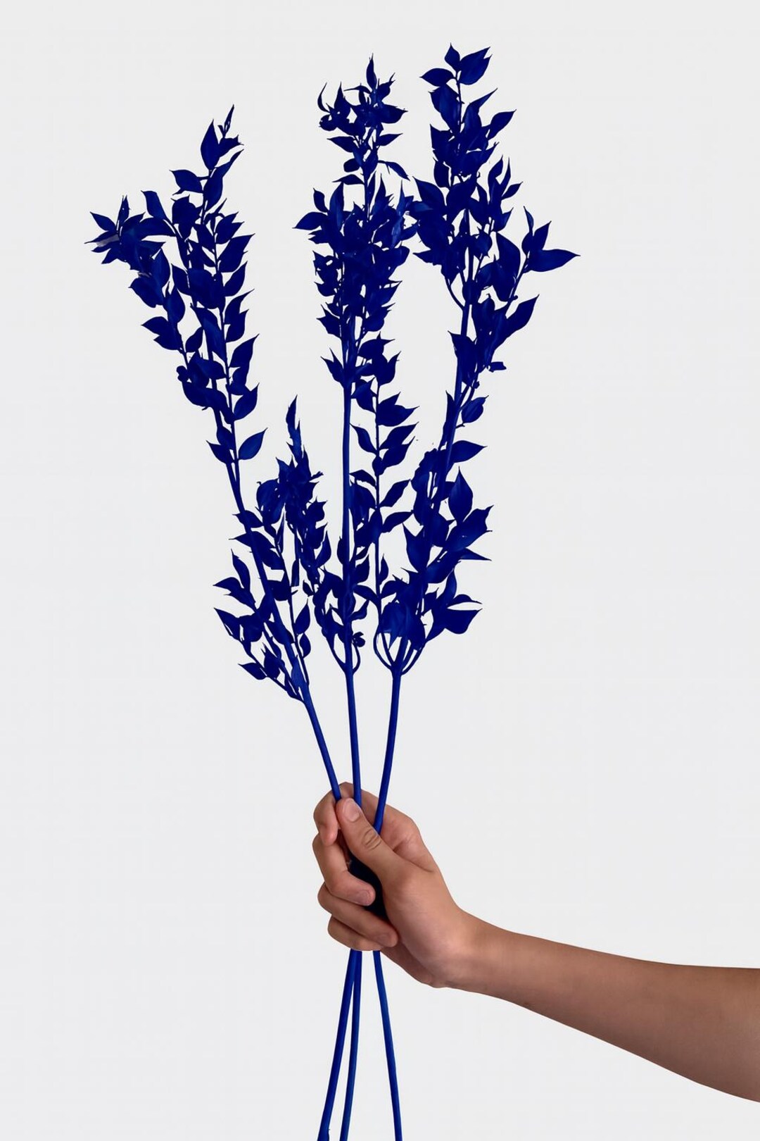 Royal Blue Preserved Ruscus- Preserved Flowers Bouquet-blue Bouquet - Etsy