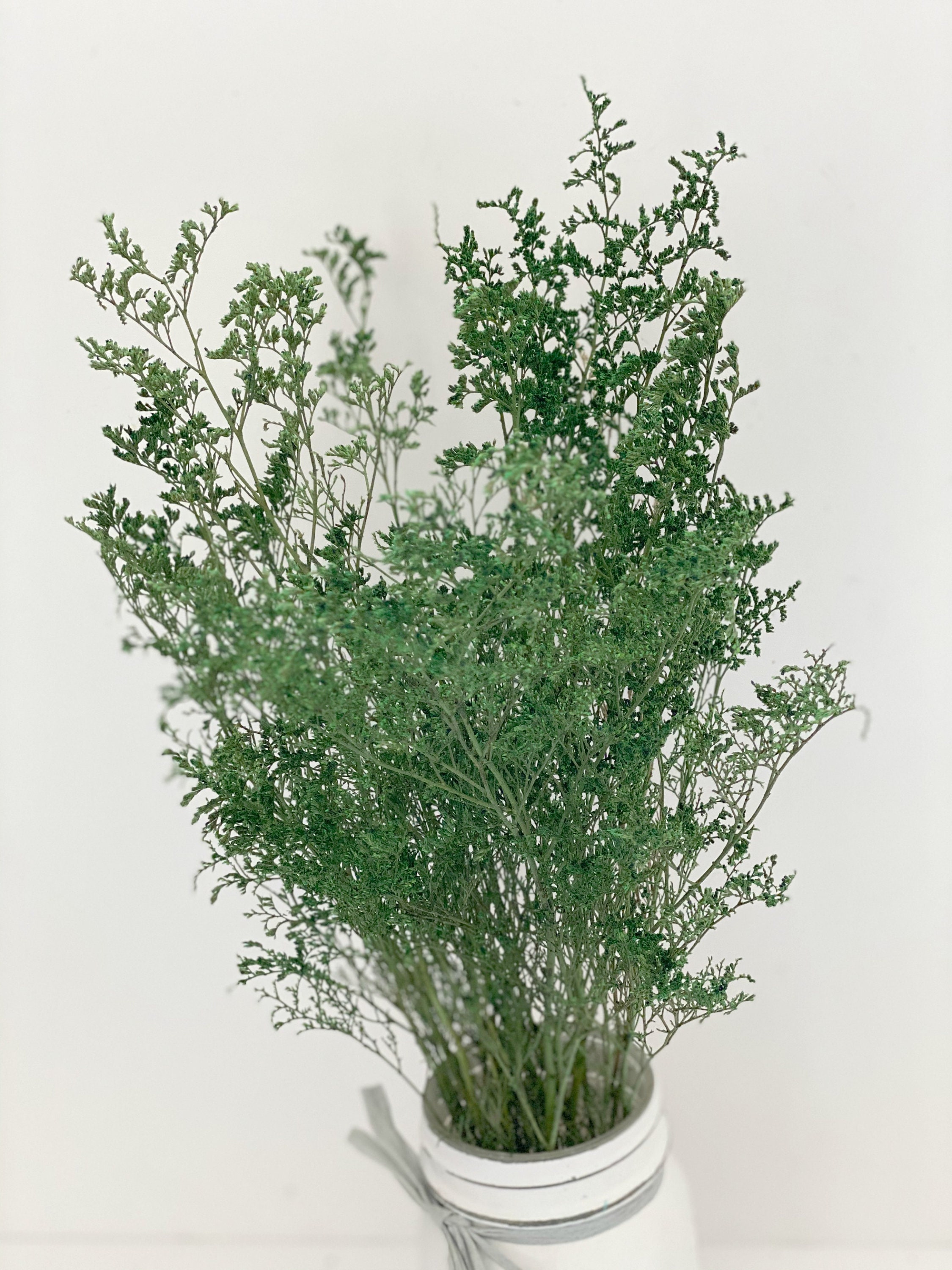 Green Preserved Caspia Preserved Caspia Dried Flowers Bunch - Etsy Canada