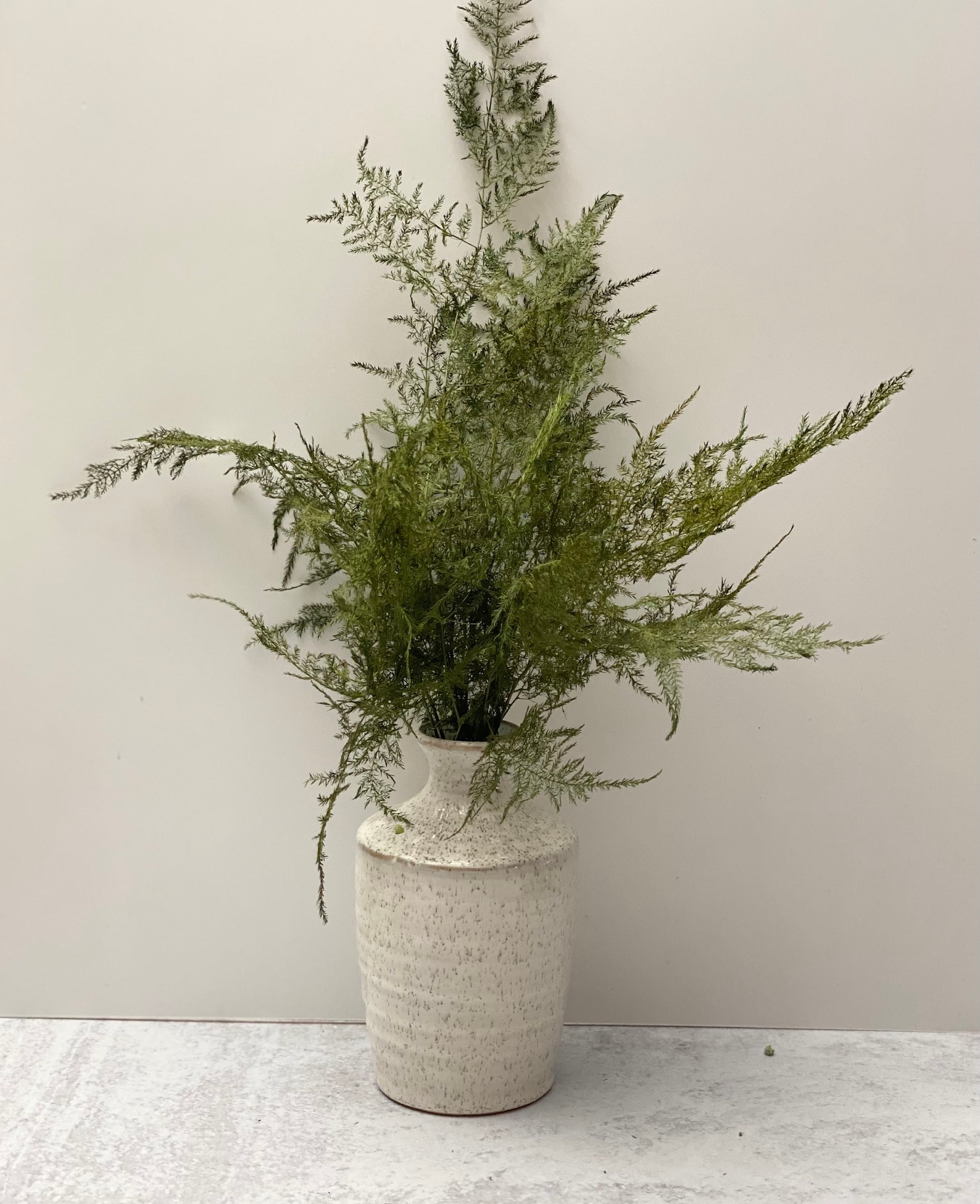 Preserved Plumosa Fern Bunch – Natural Green Feather Fern, Floral ...