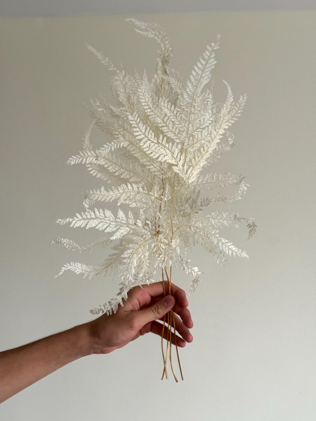 Royal Fern Bleached-preserved Fern-white Dried Flowers-wedding Flowers ...