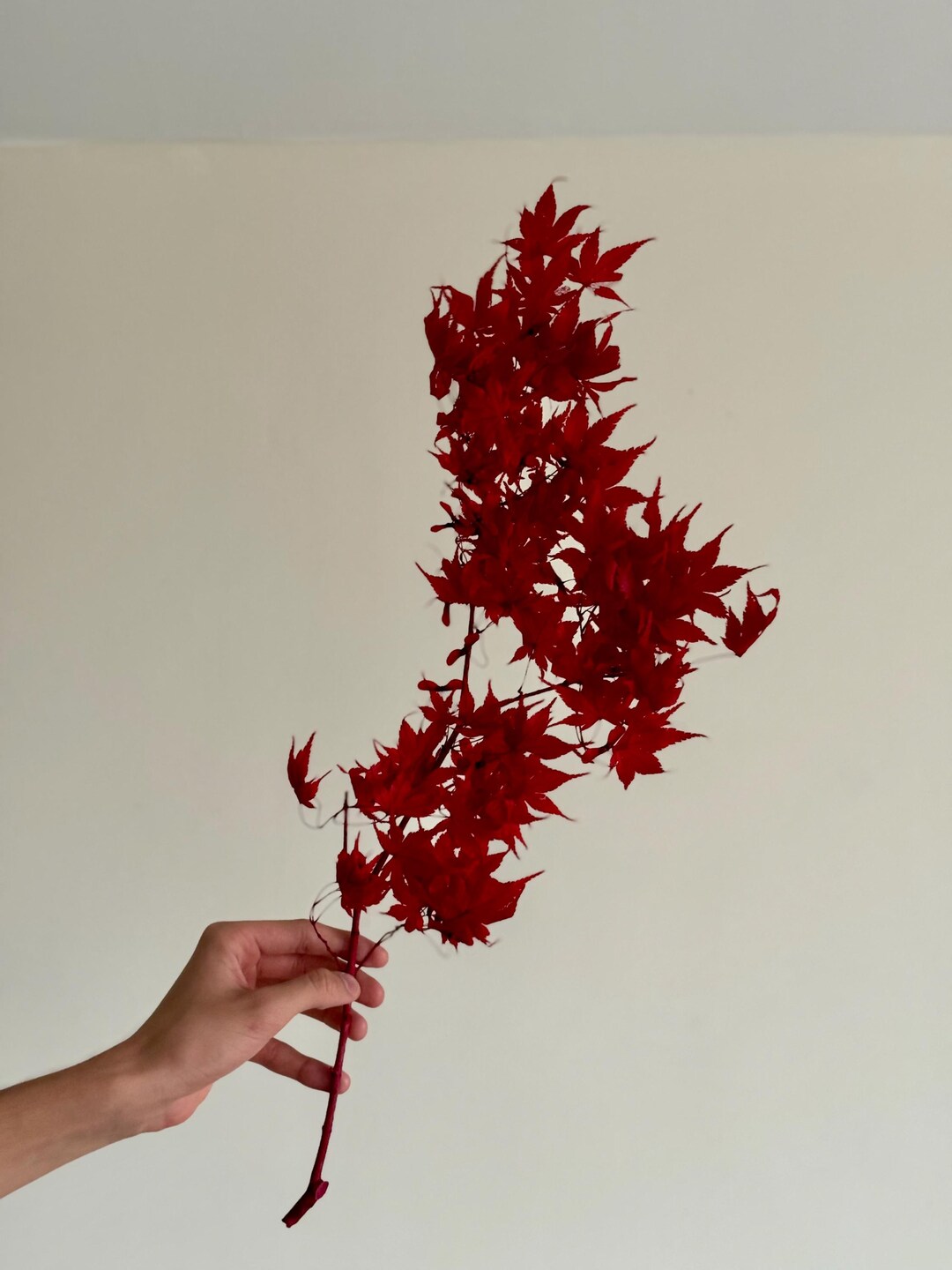 Preserved Japanese Marple Red-red Foliages-red Preserved Flowers - Etsy