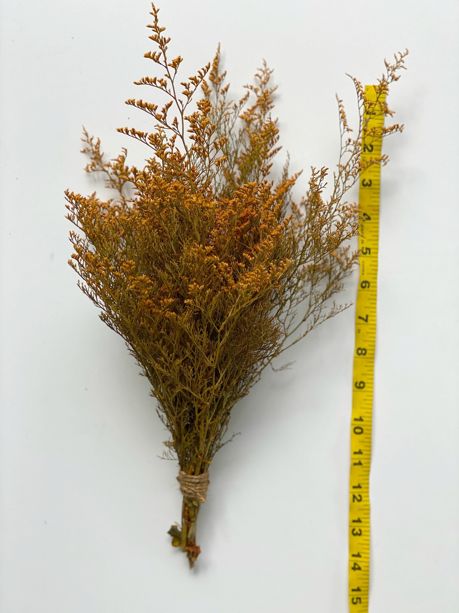 Yellow Preserved Caspia Preserved Caspia Dried Flowers | Etsy