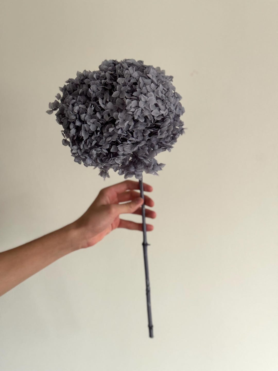 Real Preserved Gray Hydrangea Flowers Preserved Flowers home Decor ...