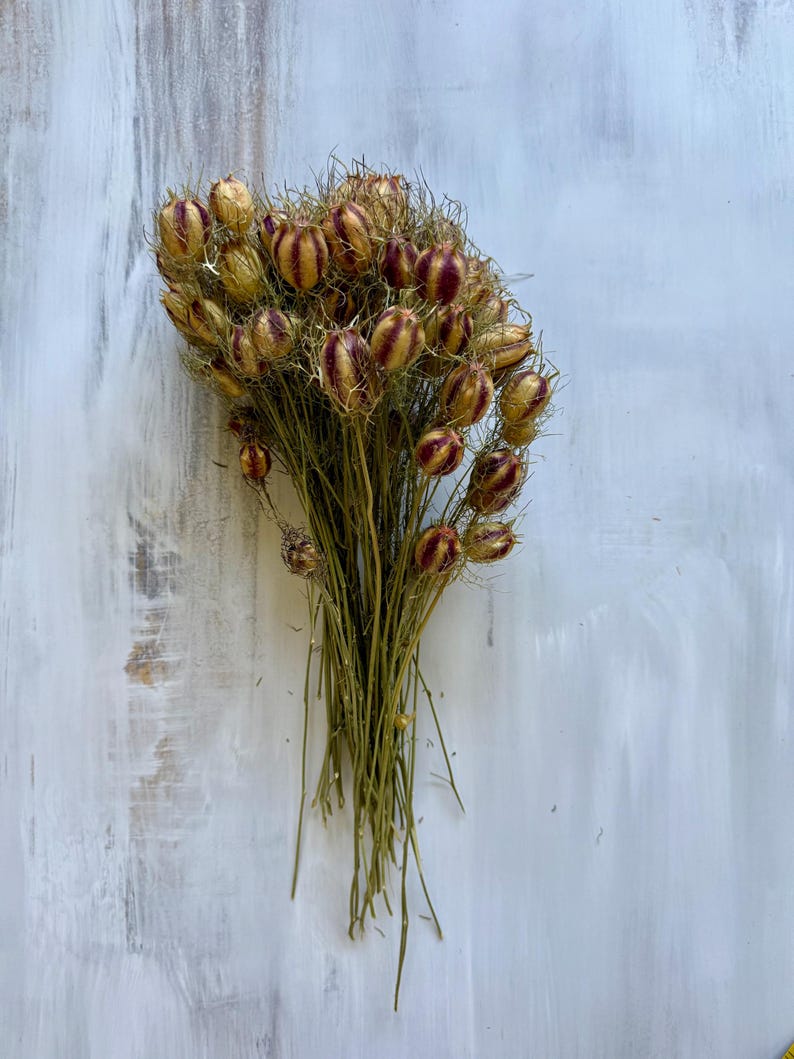 Air Dried Nigella Pods: Love-in-a-mist Seed Heads, Rustic Floral Decor ...