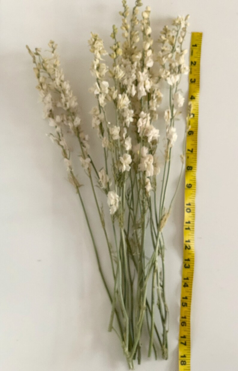 Dried Larkspur White Cream Dry Flowers Bouquet Wedding - Etsy