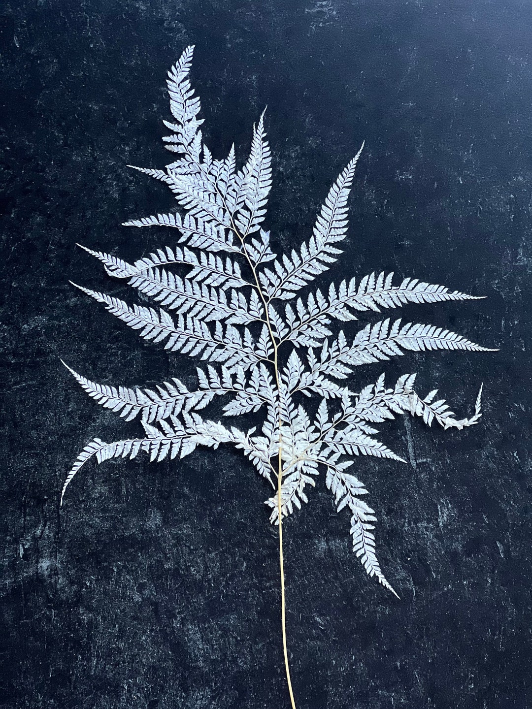 Royal Fern Bleached-preserved Fern-white Dried Flowers-wedding Flowers ...