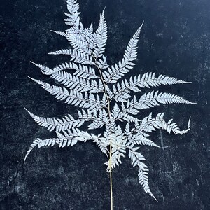 Royal Fern Bleached-preserved Fern-white Dried Flowers-wedding Flowers ...