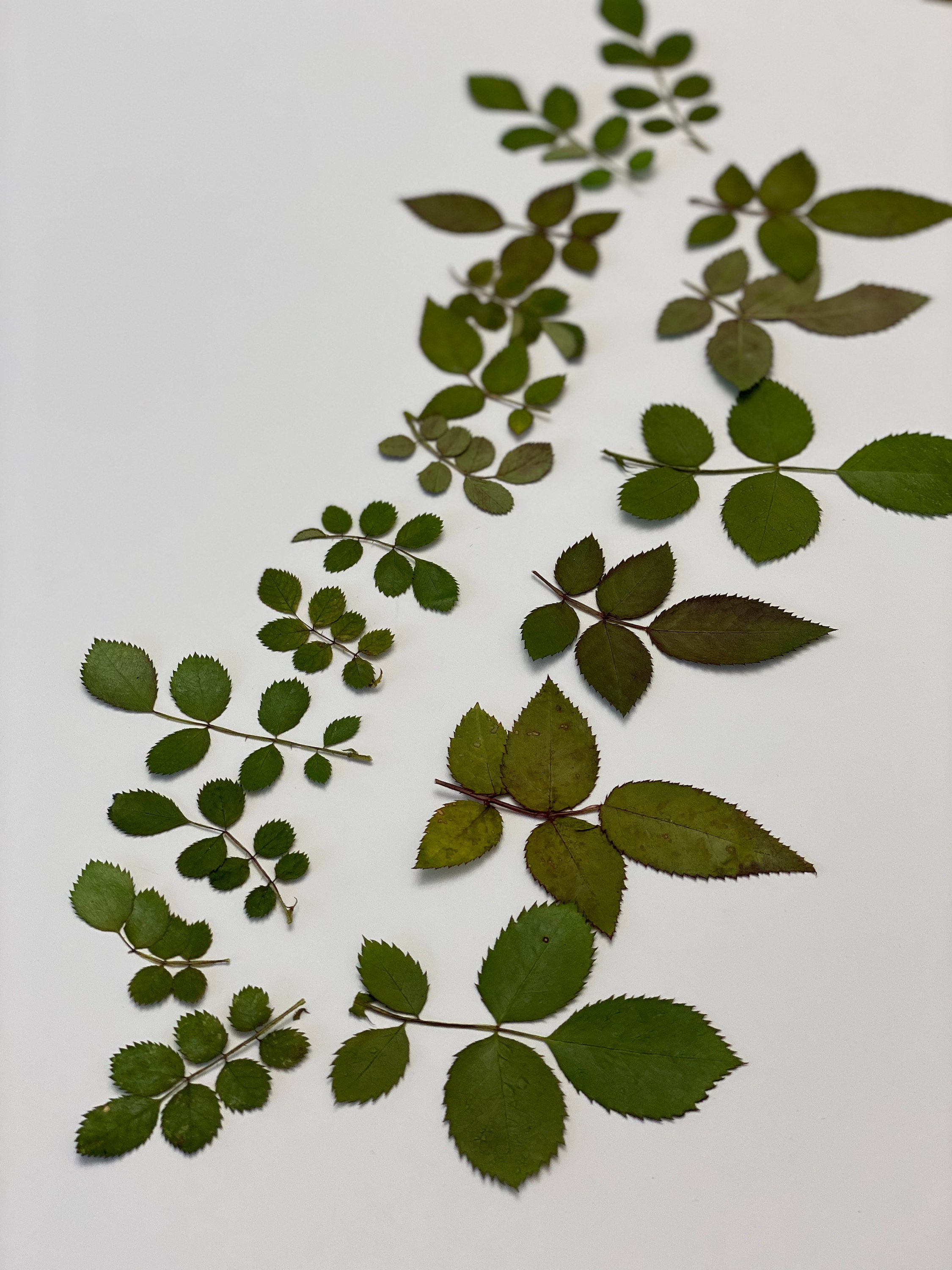 20 Pressed Rose Leaves Rose Leaf Small Rose Leaves Dried | Etsy