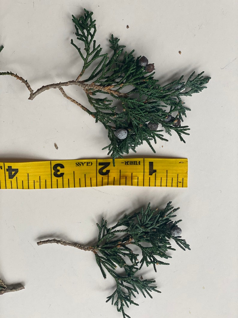 Preserved Juniper Tips With Berries – Dried Green Branches, Floral ...