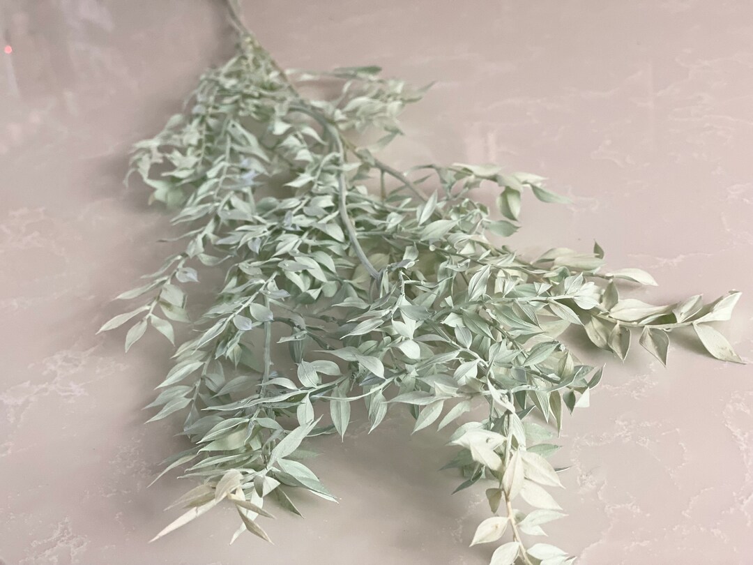 Long Stems Painted Ruscus,italian Ruscus-preserved Flowers - Etsy