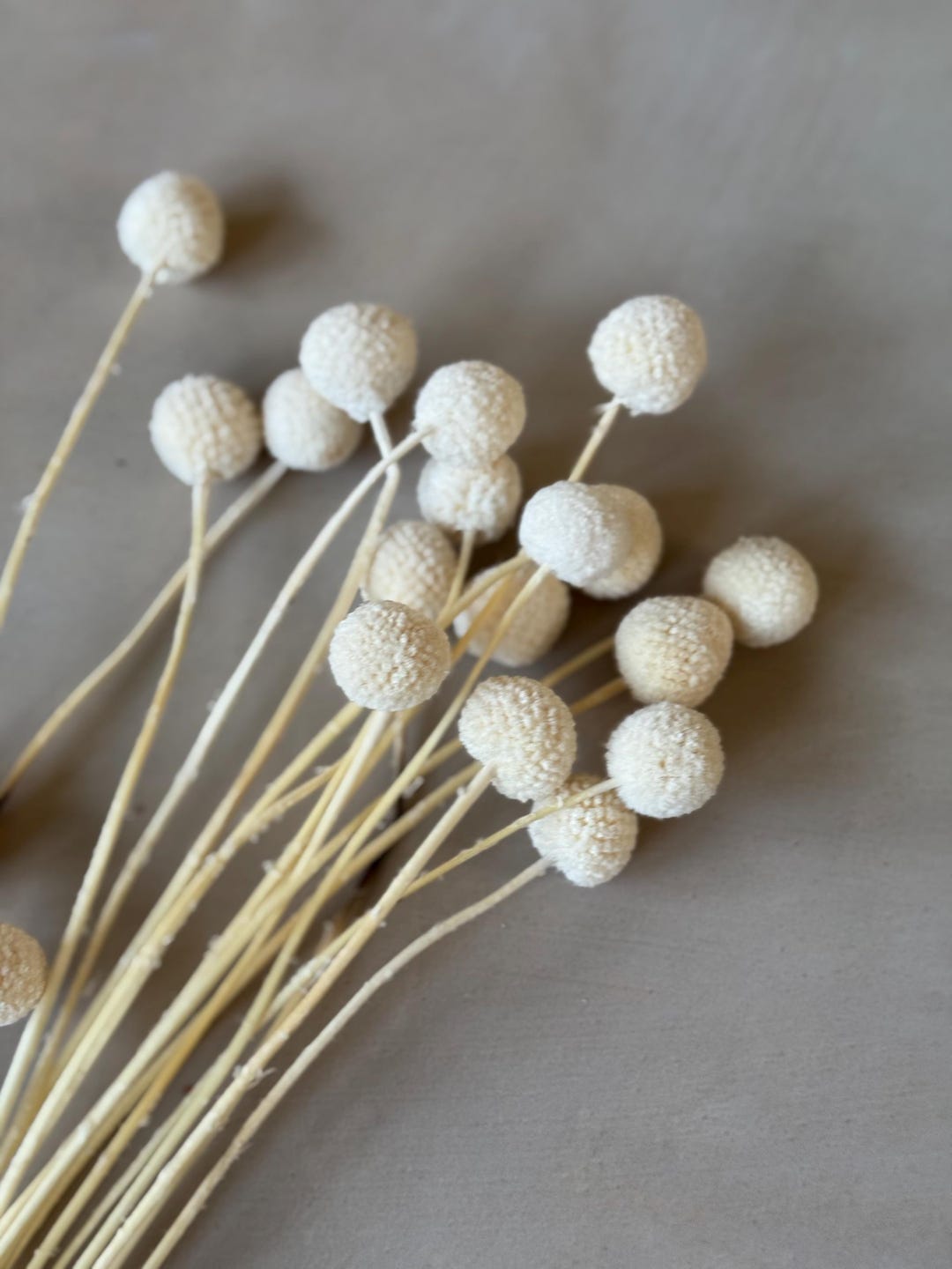 Bleached Billy Buttons – Dried Craspedia Flowers – Ivory Drumstick ...
