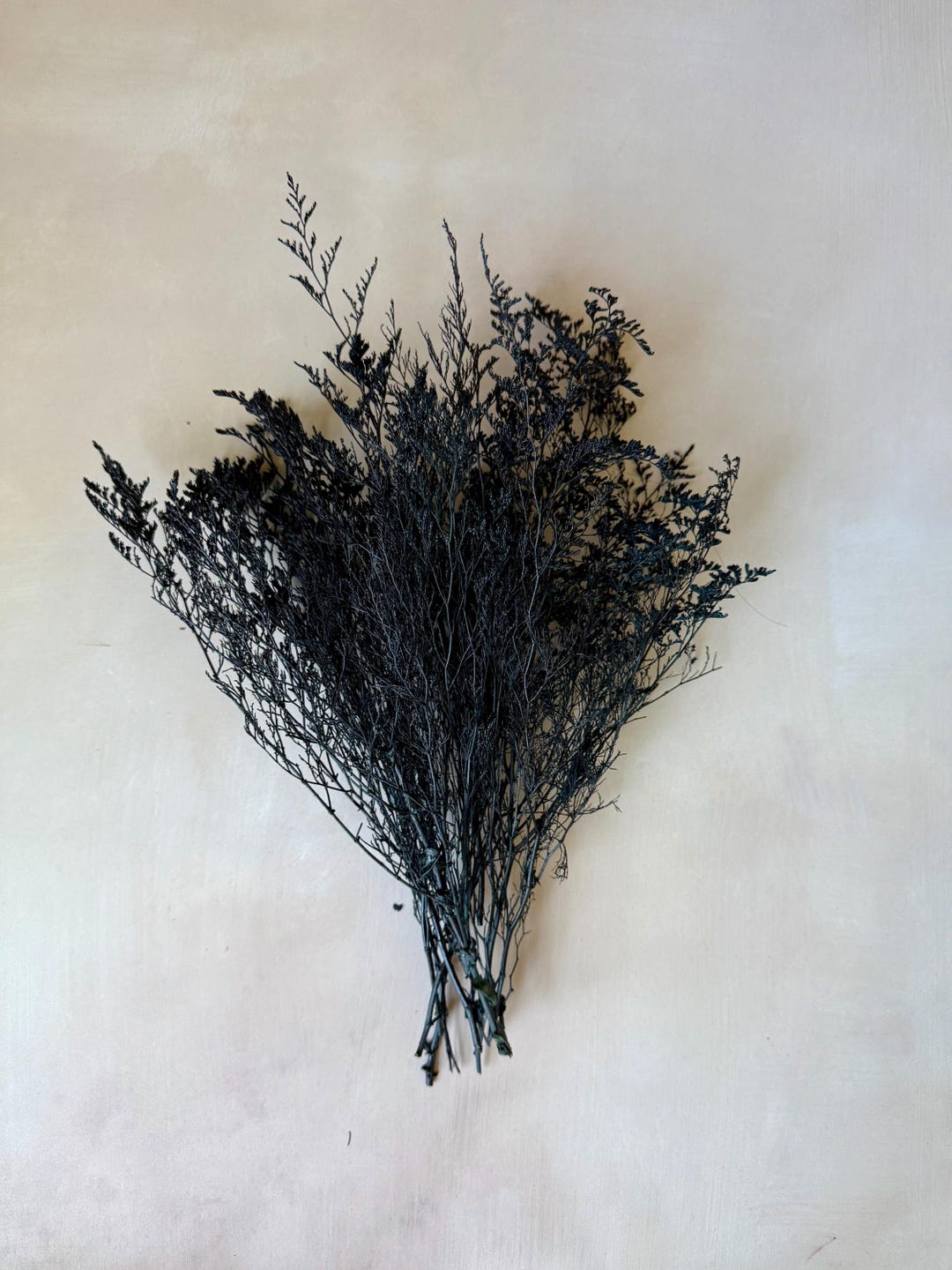 Black Preserved Caspia Bunch: Gothic Dried Wildflower Filler, 12-14 ...