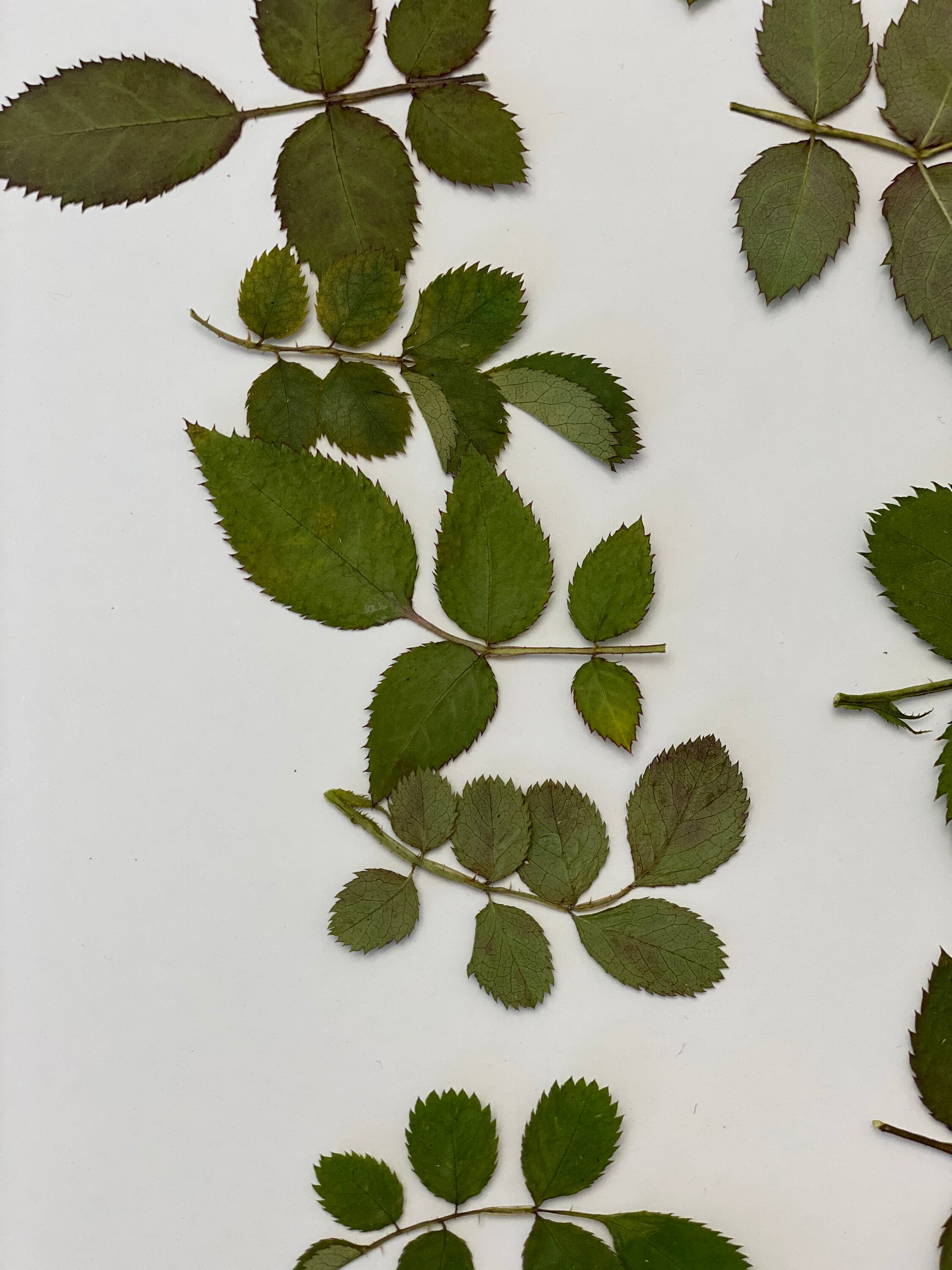 20 Pressed Rose Leaves Rose Leaf Small Rose Leaves Dried | Etsy