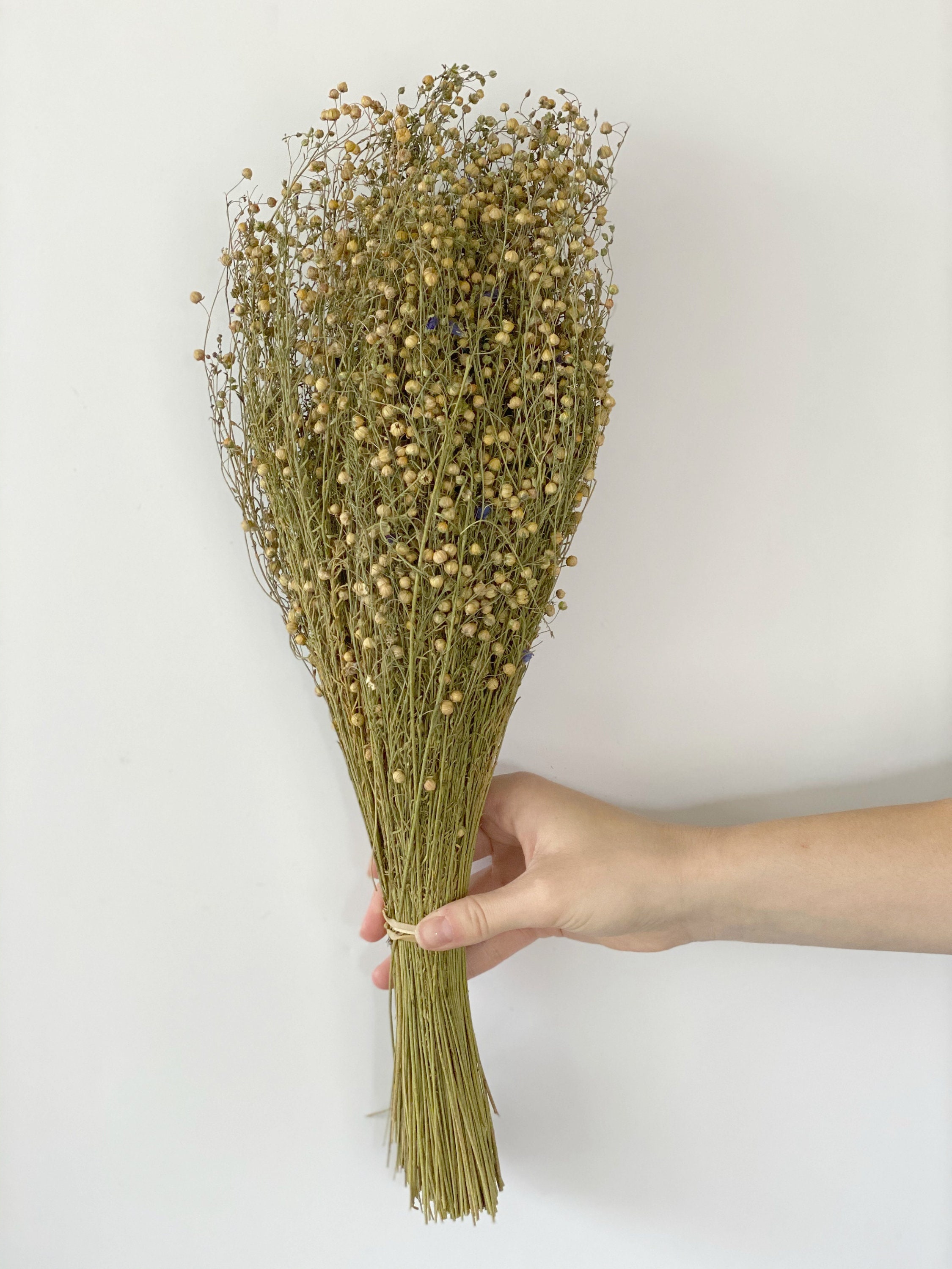 Air Dried Flax grass Dried Flax round head Dried grass | Etsy