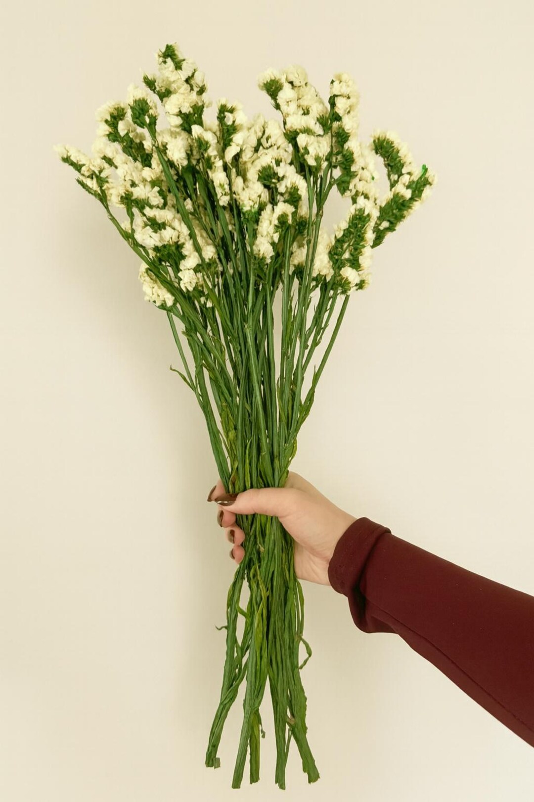 Preserved Cream Statice Bunch – Natural Dried Flowers for Home Décor ...