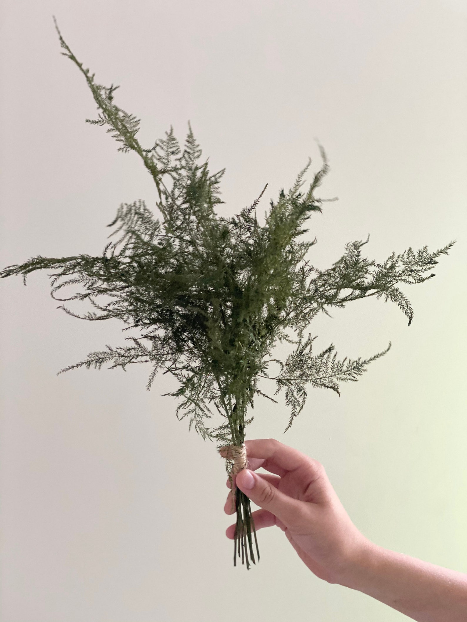 Preserved Plumosa Fern Bunch – Natural Green Feather Fern, Floral ...