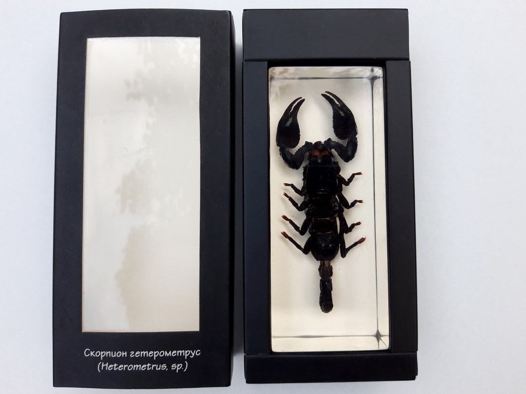 Scorpion Inclusion Resin Insect - Etsy