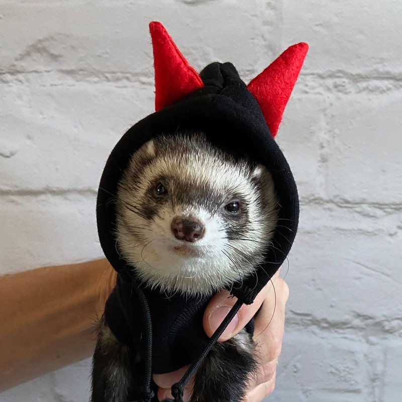 Ferret Clothes - Etsy
