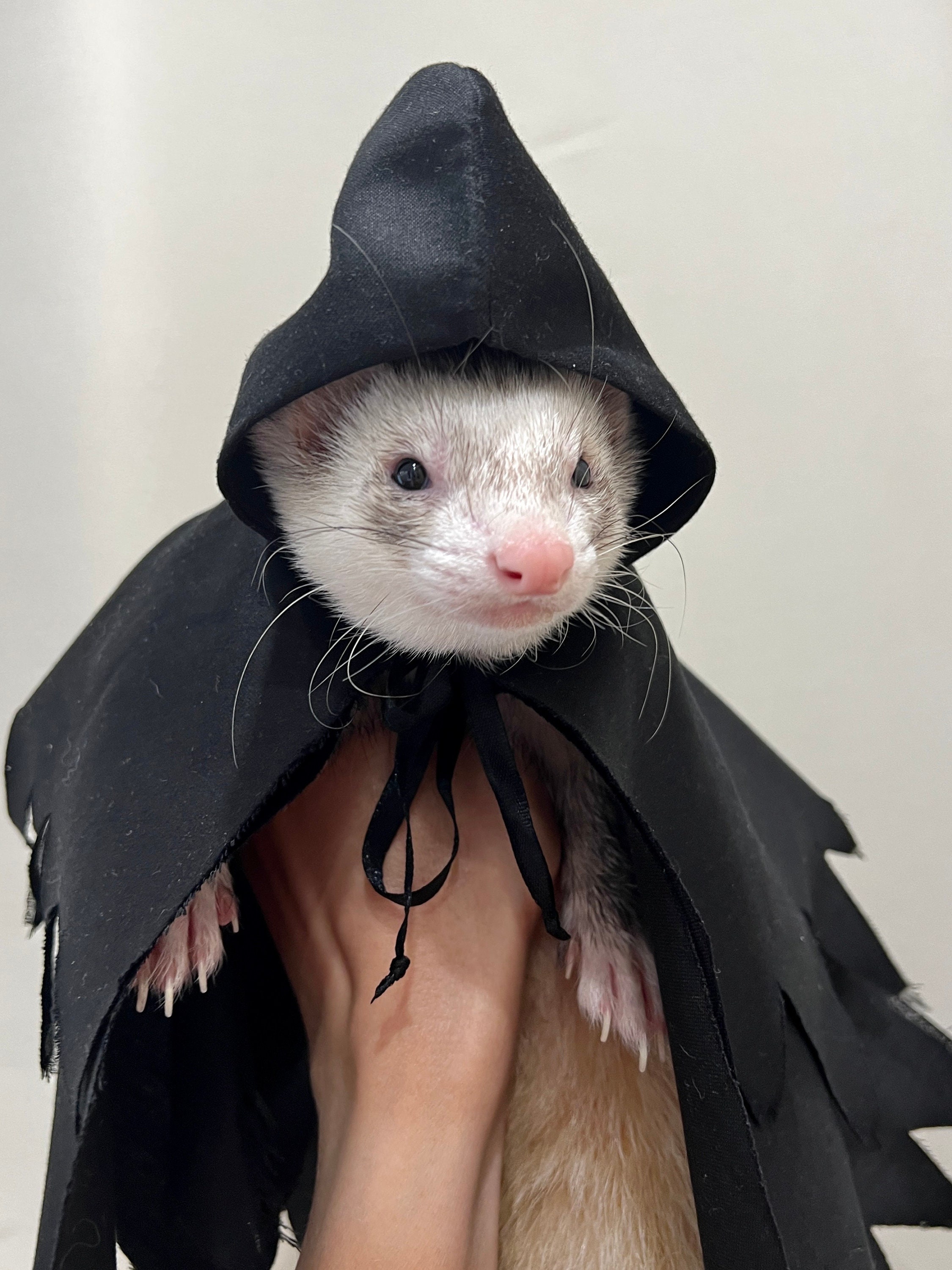 Ferrets Dressed Up