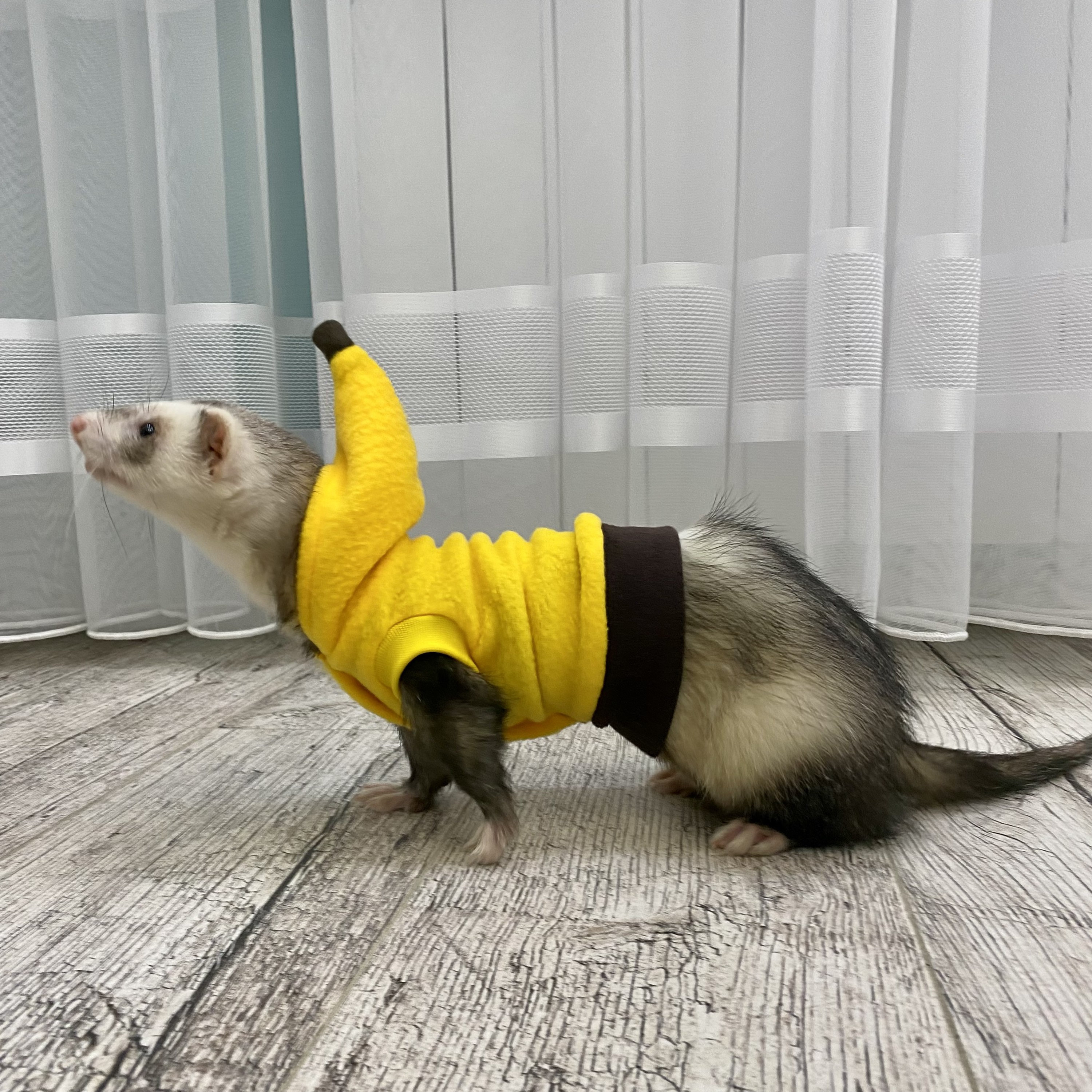 Banana Costume for Ferrets Halloween Ferrets - Etsy Australia