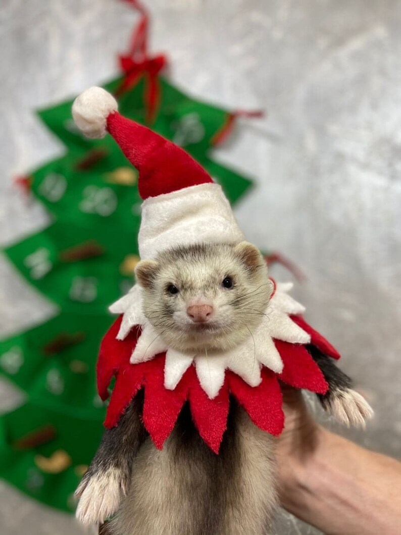 Clothes for Ferrets Santa's Ferret.costume Ferrets New - Etsy