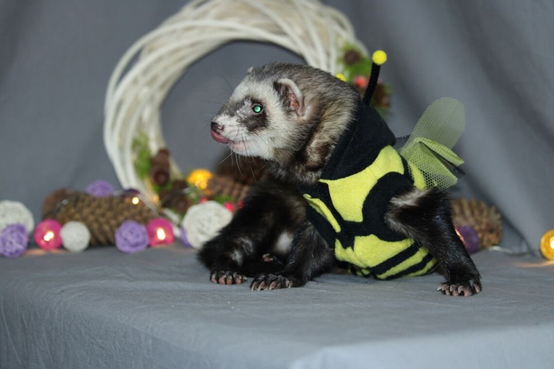 Bumblebee Costume for a Ferret. Ferret Clothing Halloween Pet - Etsy