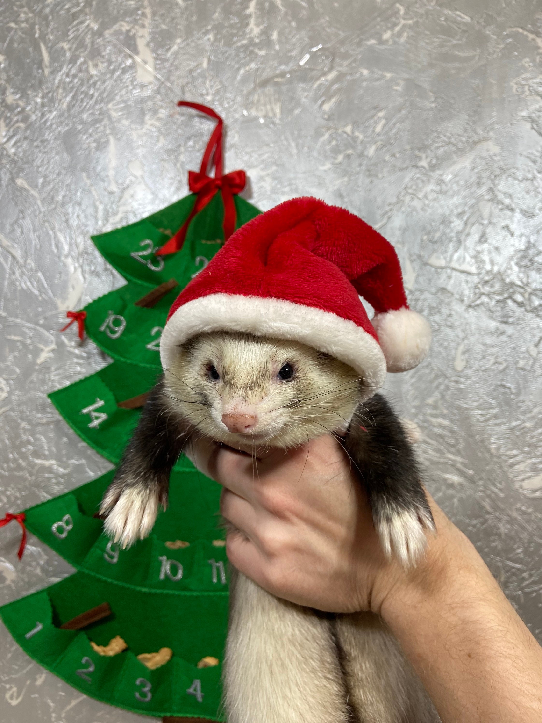 Ferret Christmas Clothes