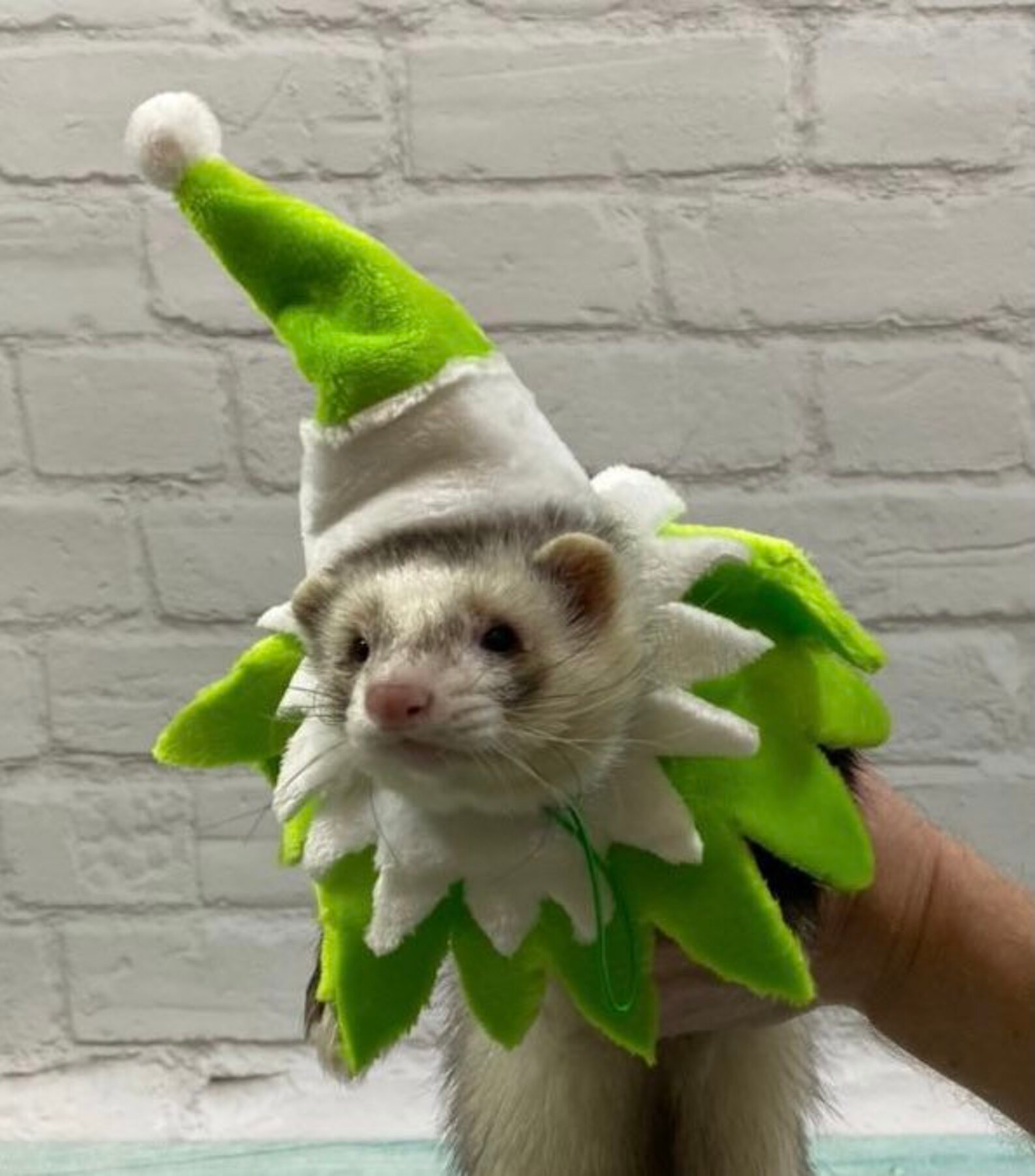Green Santa costumeSanta ferretfunny ferret costumeferret | Etsy