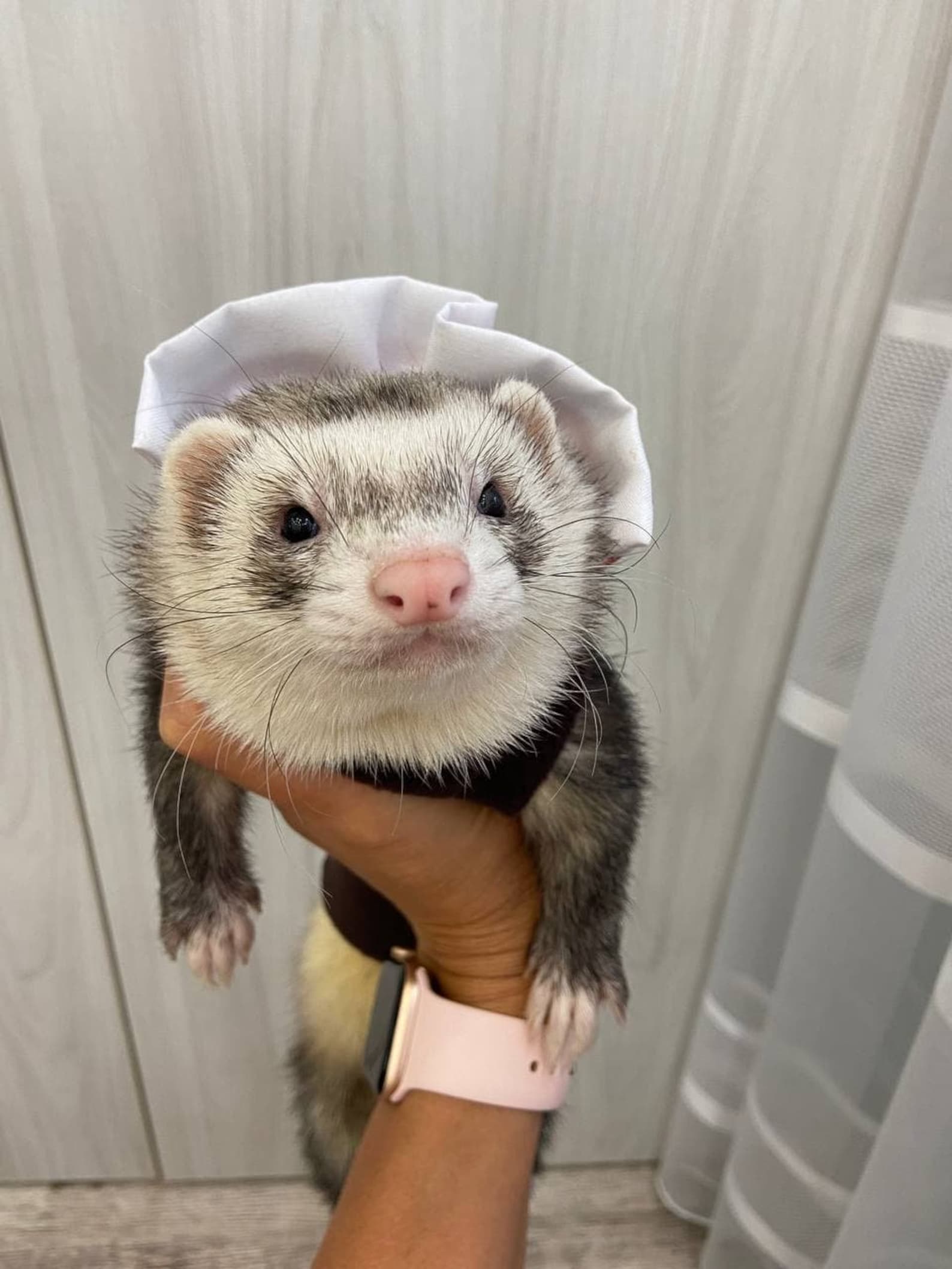 Ferret Costume Candy Tootsie Roll Halloween Ferret Clothes - Etsy