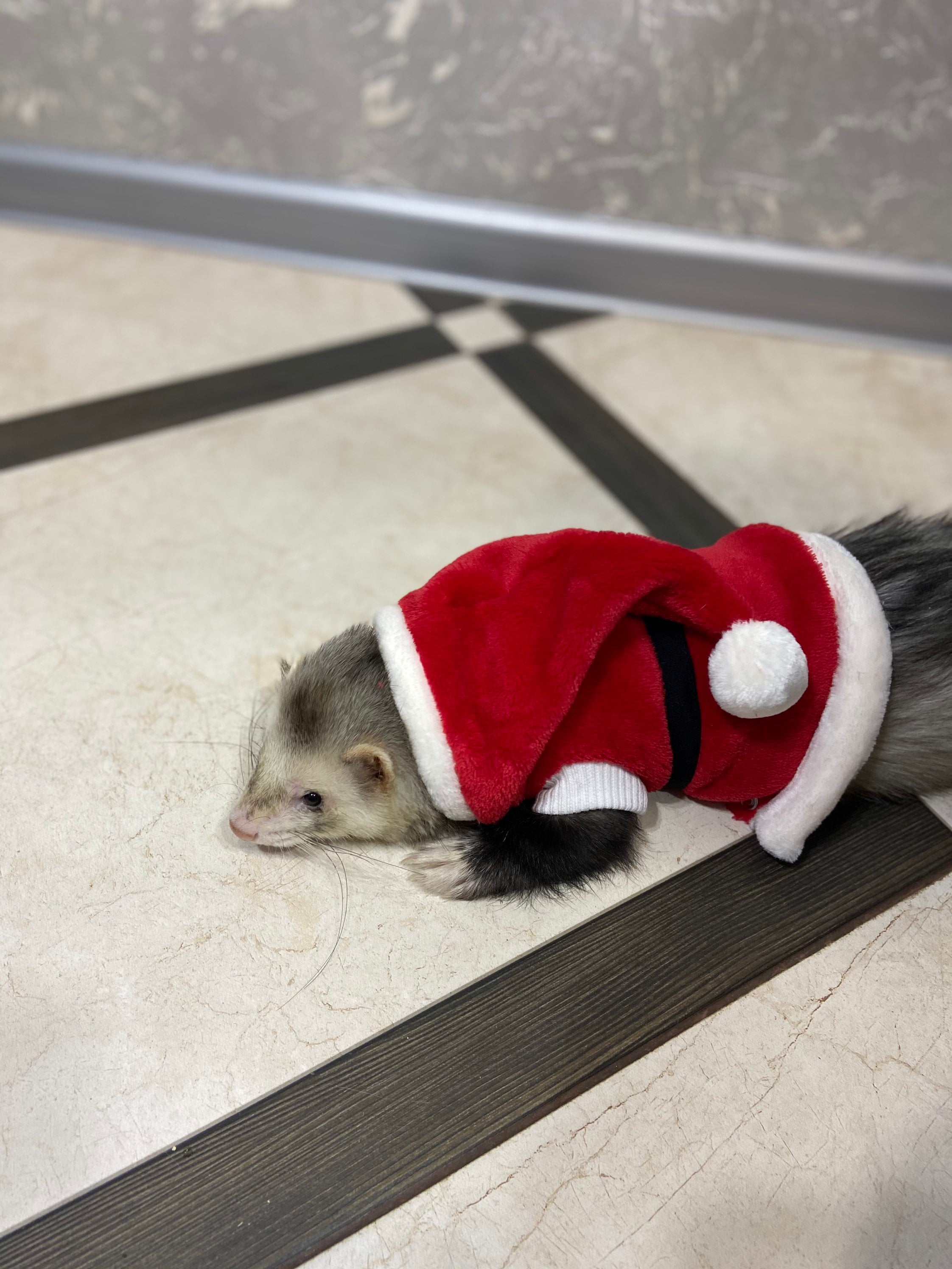 Christmas for Ferretcute Ferretgift for Ferret - Etsy UK