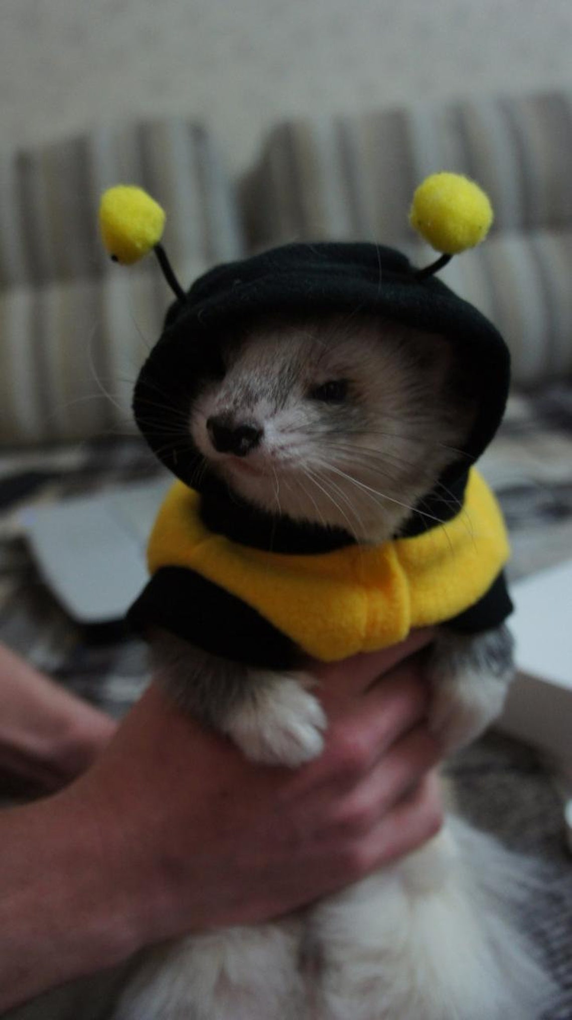 Bumblebee Costume for a Ferret. Ferret Clothing Halloween Pet Carnival ...