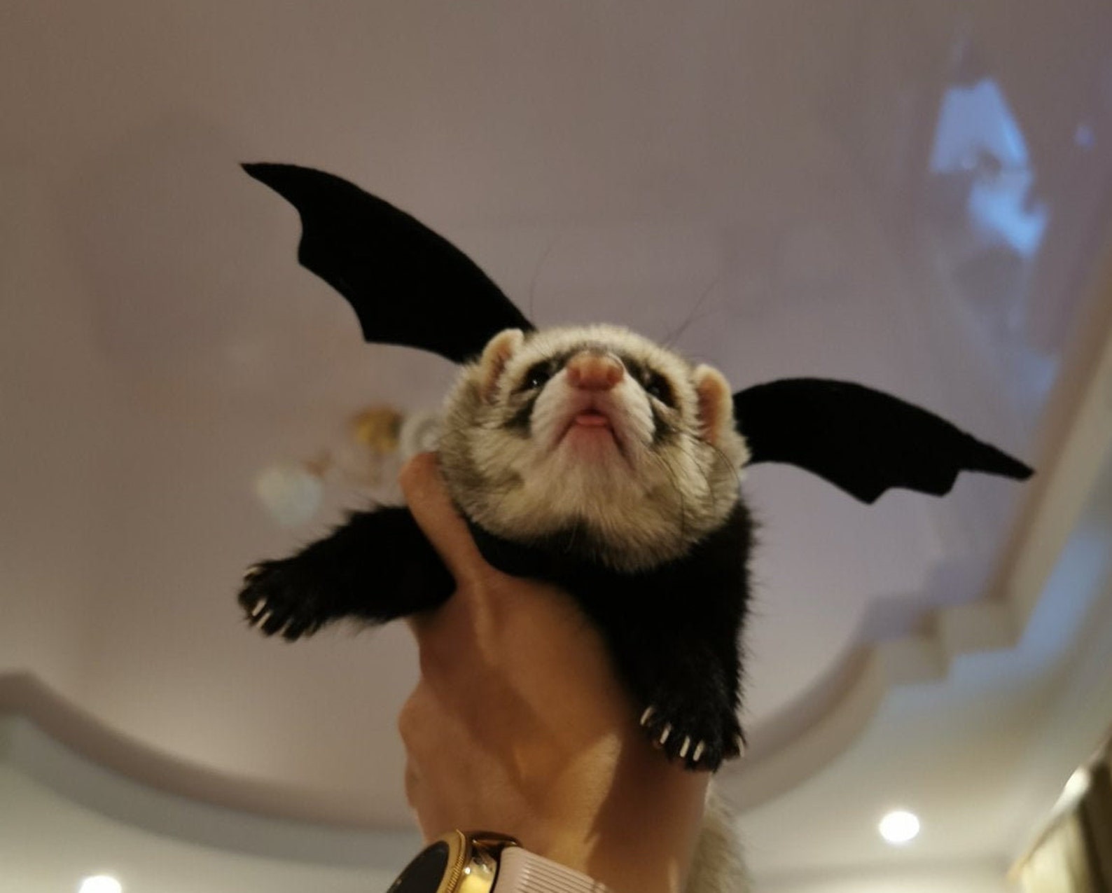 Ferret Costume Halloween Pet Clothes for Ferrets. Bat Wings. | Etsy