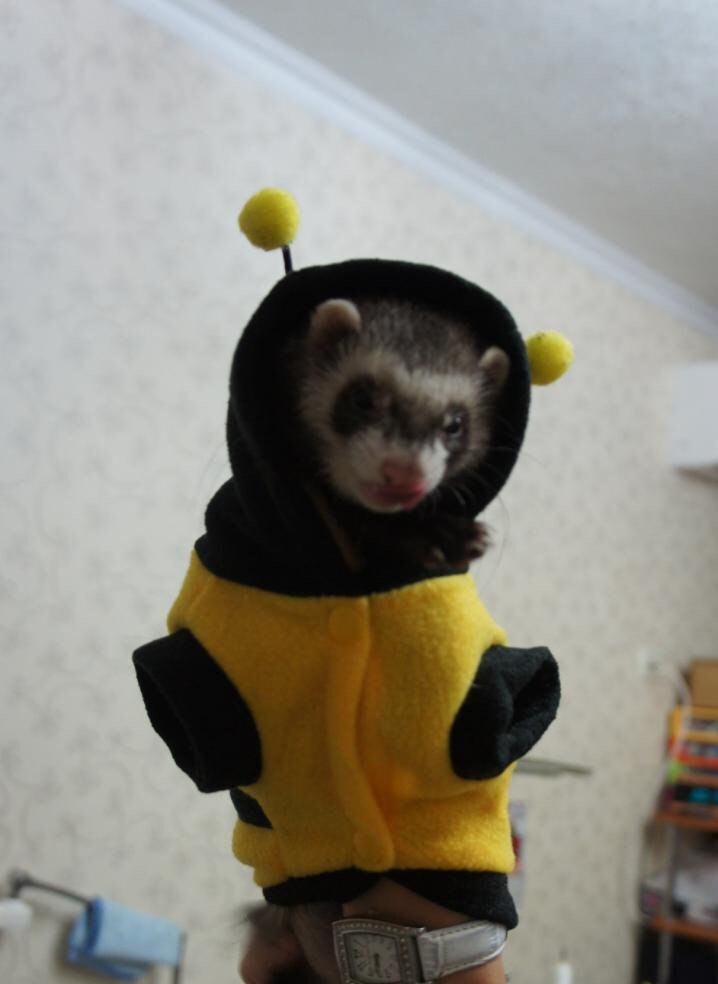 Bumblebee Costume for a Ferret. Ferret Clothing Halloween Pet Carnival ...