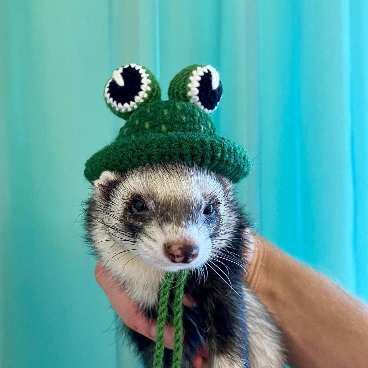 Ferrets Wearing Hats