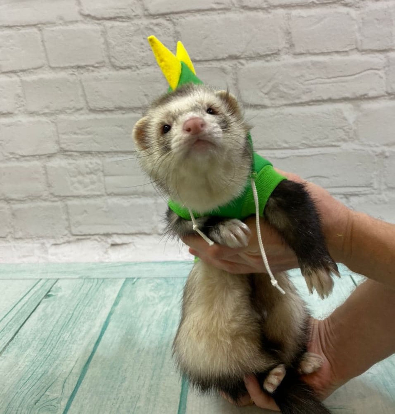 Dragon Sweater for a Ferret With a Hood.dragon Costume for a - Etsy