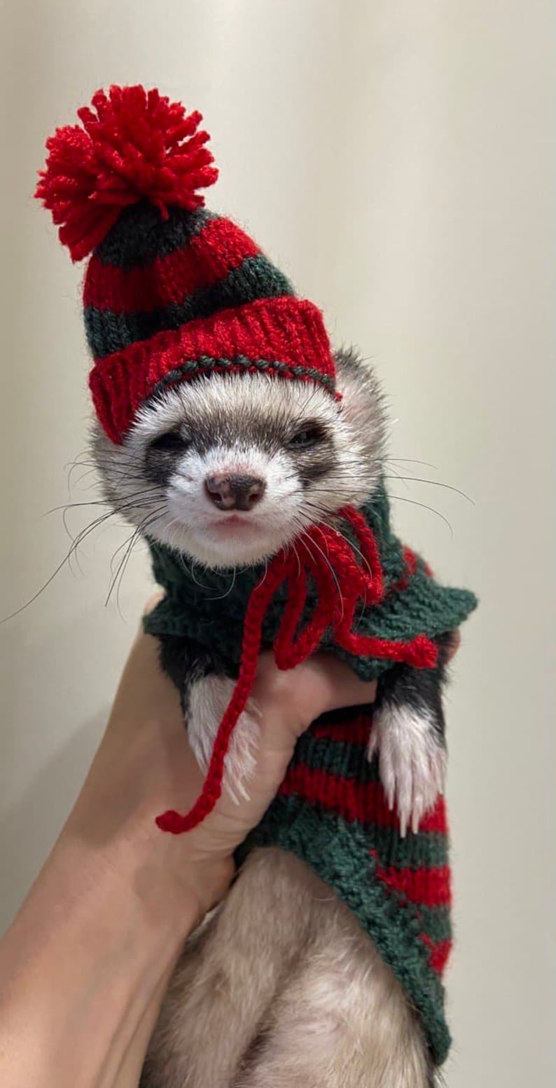 Harry Styles Ferret Knitted Sweater. Clothes for Ferret - Etsy UK