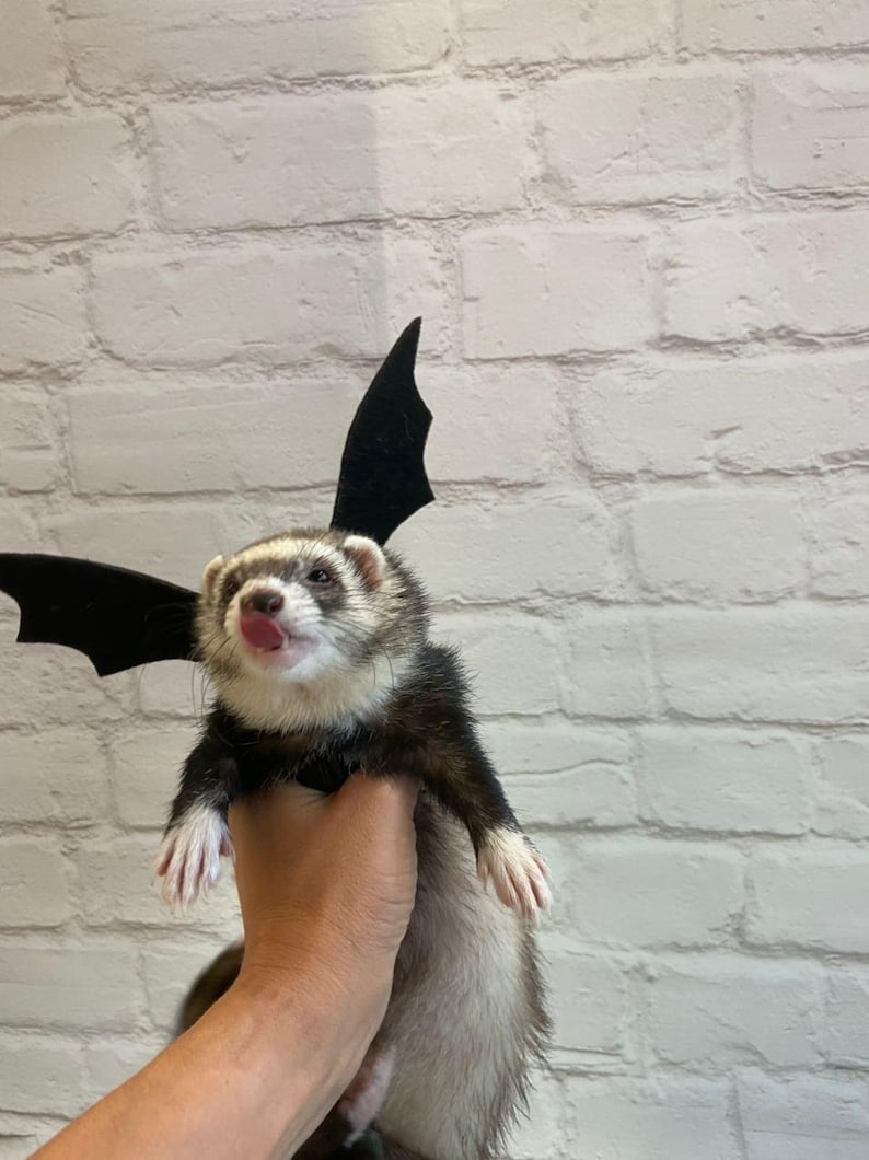 Ferret costume halloween pet clothes for ferrets. Bat wings. | Etsy