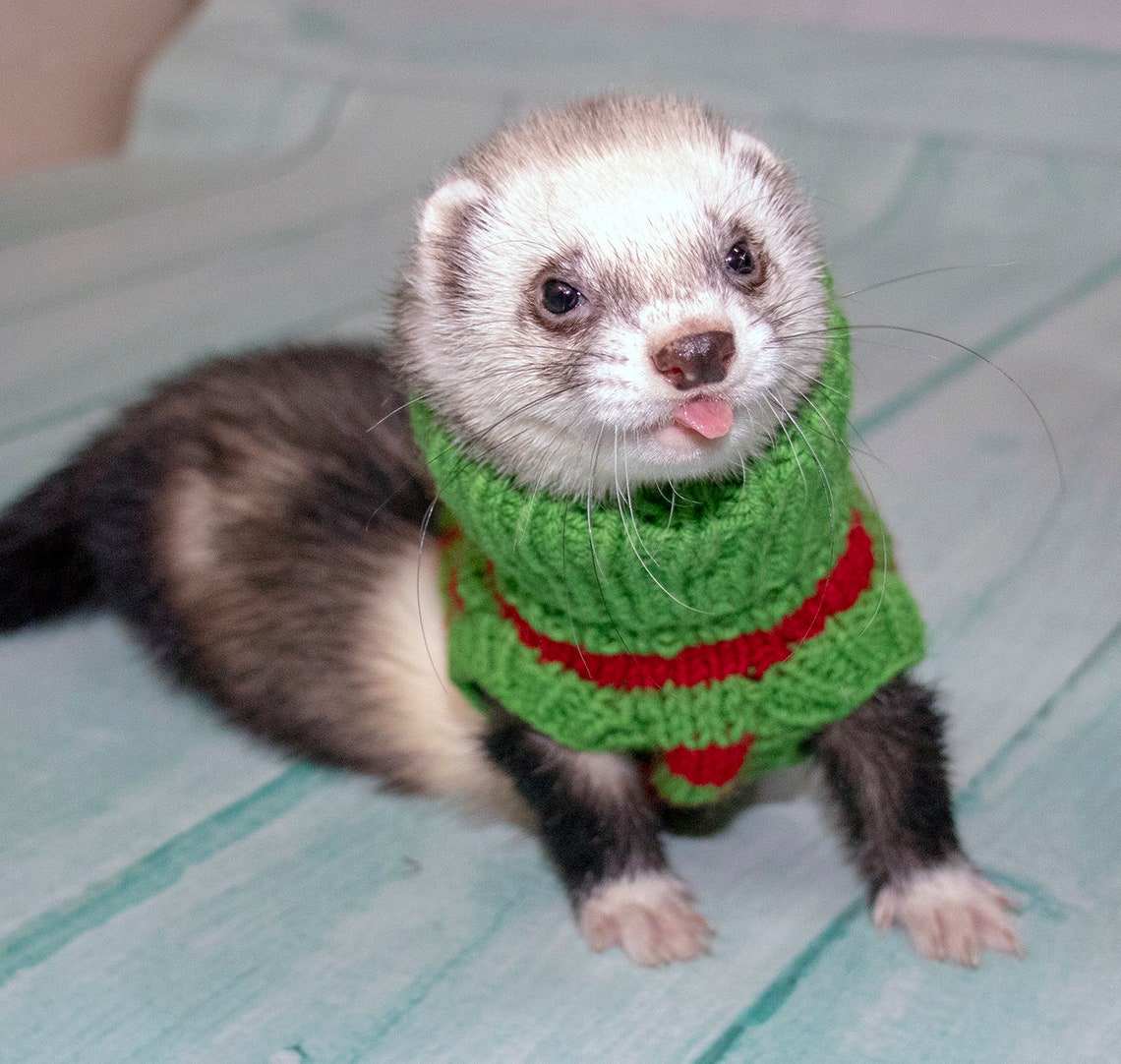 Harry Styles Ferret Knitted Sweater. Clothes for Ferret | Etsy