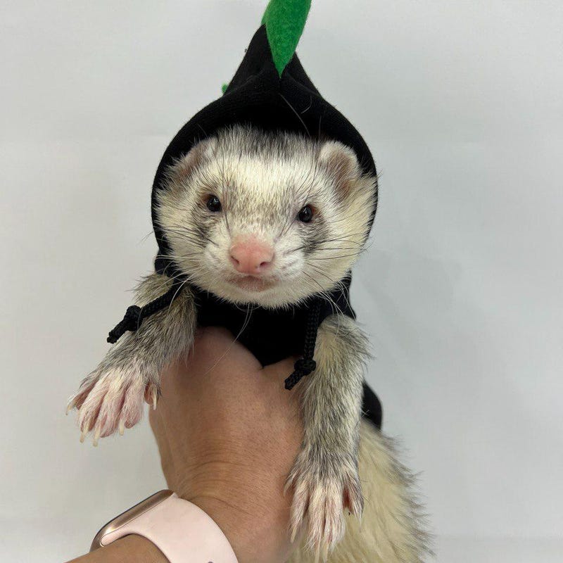Toothless Dog Costume - Etsy