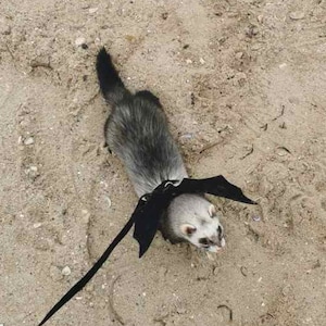 Ferret Costume Halloween Pet Clothes for Ferrets. Bat Wings. Harness ...