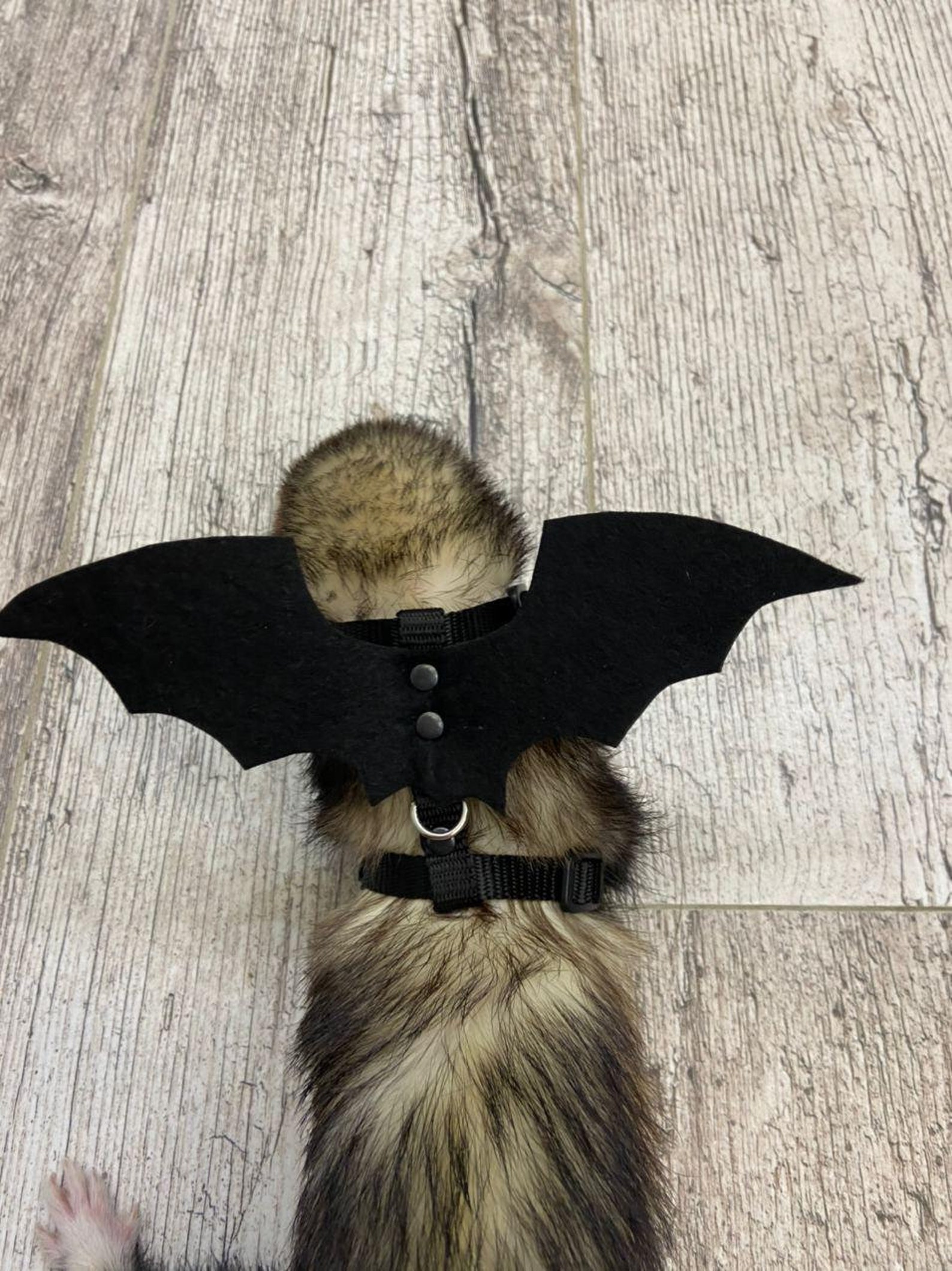 Ferret Costume Halloween Pet Clothes for Ferrets. Bat Wings. - Etsy