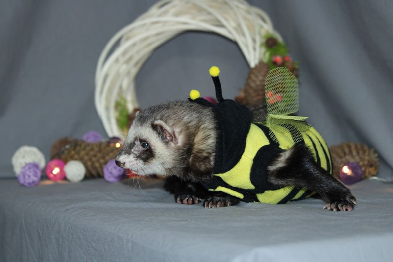Bumblebee Costume for a Ferret. Ferret Clothing Halloween Pet - Etsy