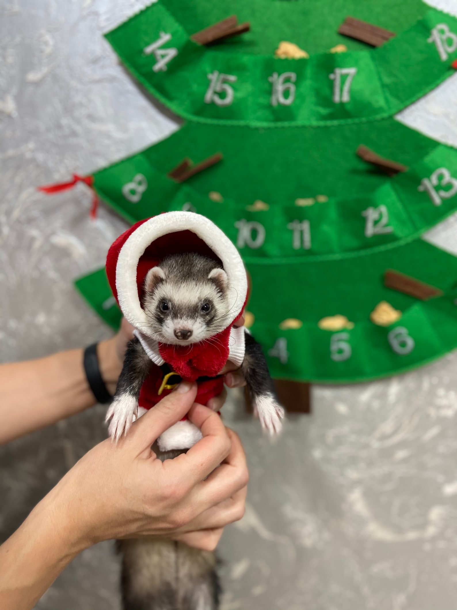 Christmas for Ferretcute Ferretgift for Ferret - Etsy UK