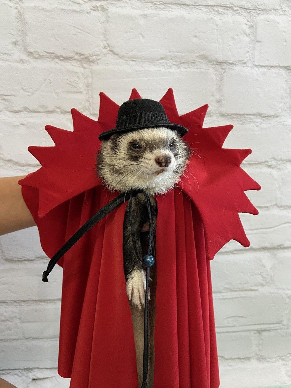 Dracula Ferret Costume: Halloween Vampire Cape With Hat - Etsy